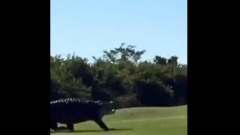 Le plus gros alligator au monde s’est pavané sur un terrain de golf ...