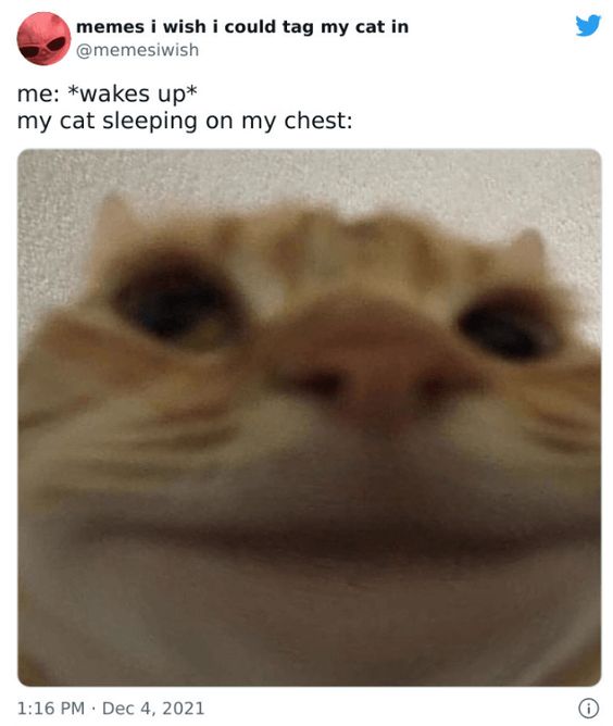 45 mèmes de chats qui prouvent qu’ils sont les animaux les plus drôles ...